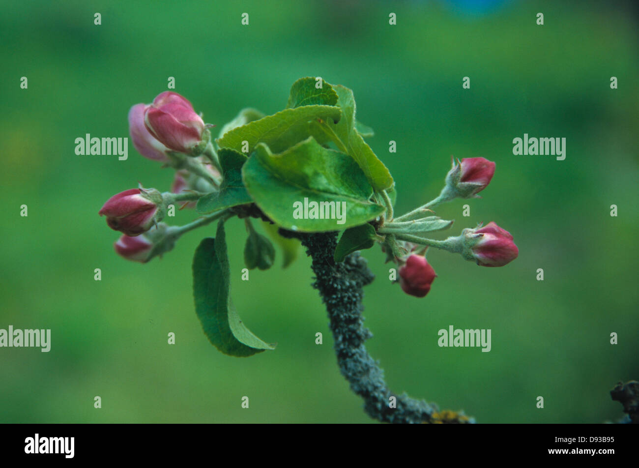 Flowers buds, close-up Stock Photo - Alamy