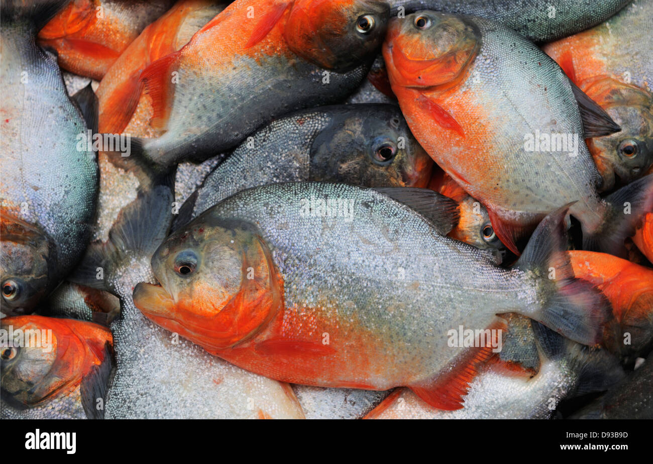 Bony Frame High Resolution Stock Photography and Images - Alamy