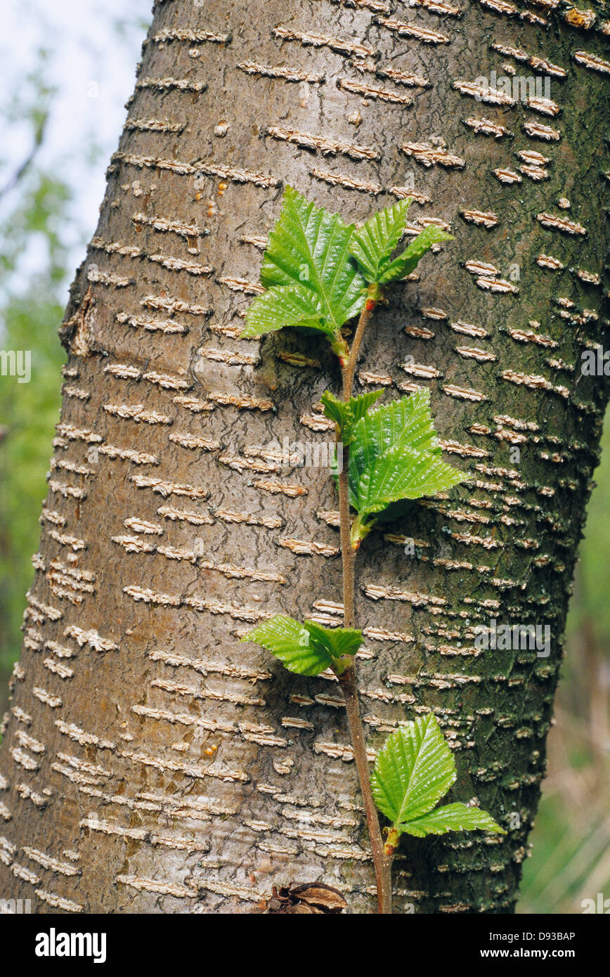 Growing up tree trunk hi-res stock photography and images - Alamy