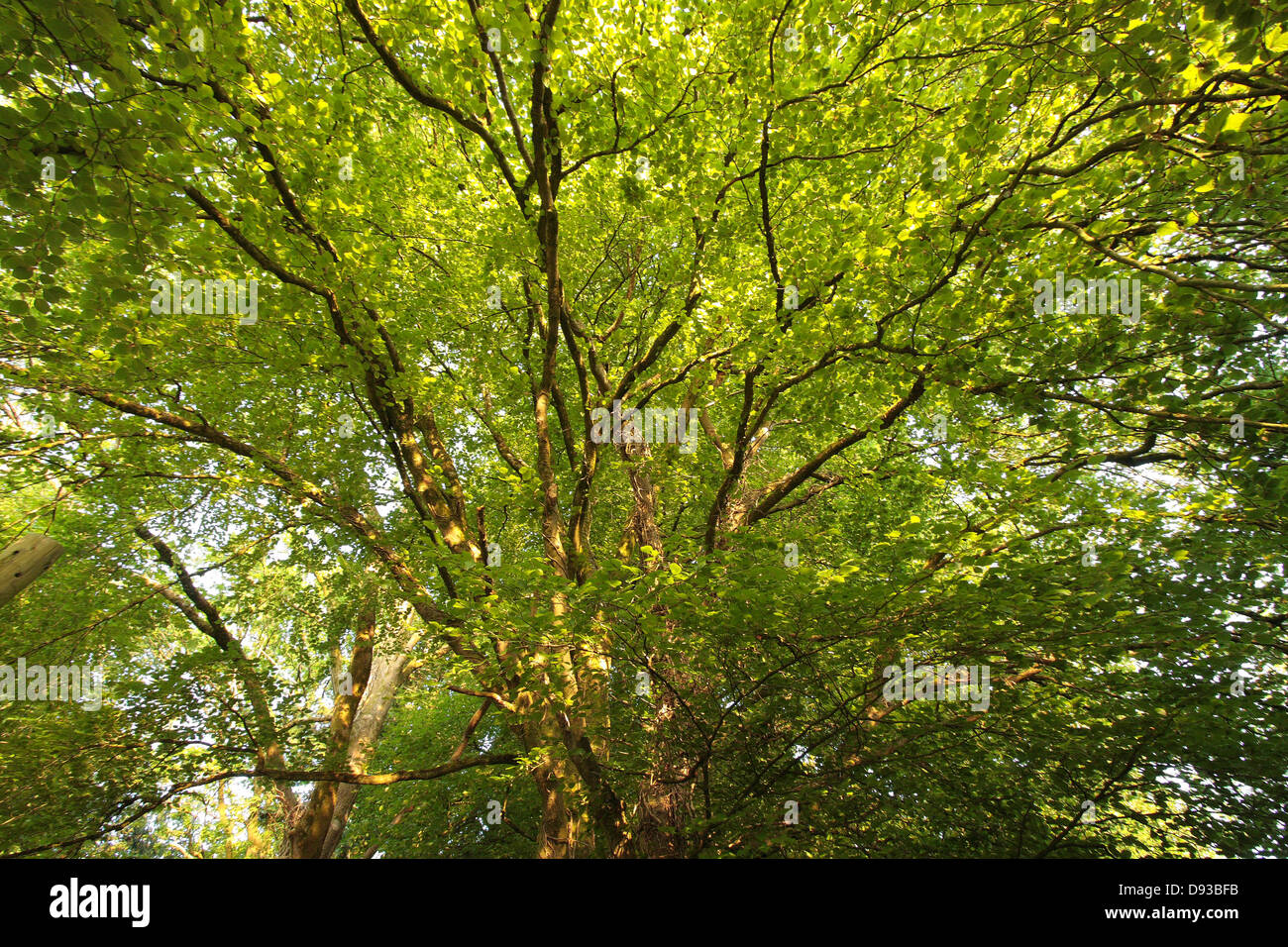 Beech tree leaves in Spring Stock Photo - Alamy