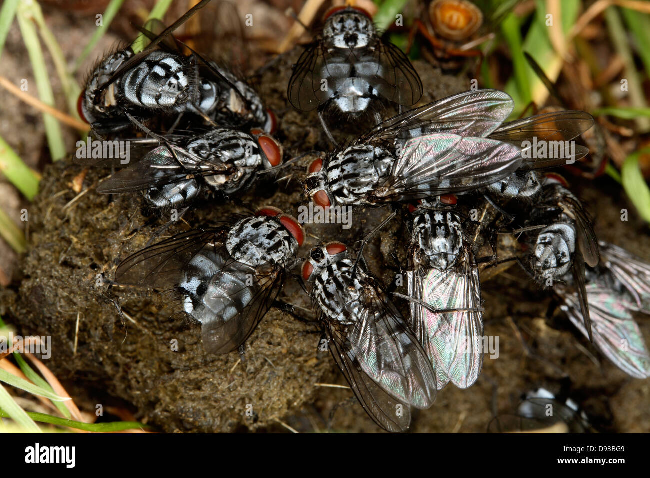 Flies on droppings, Sweden Stock Photo - Alamy