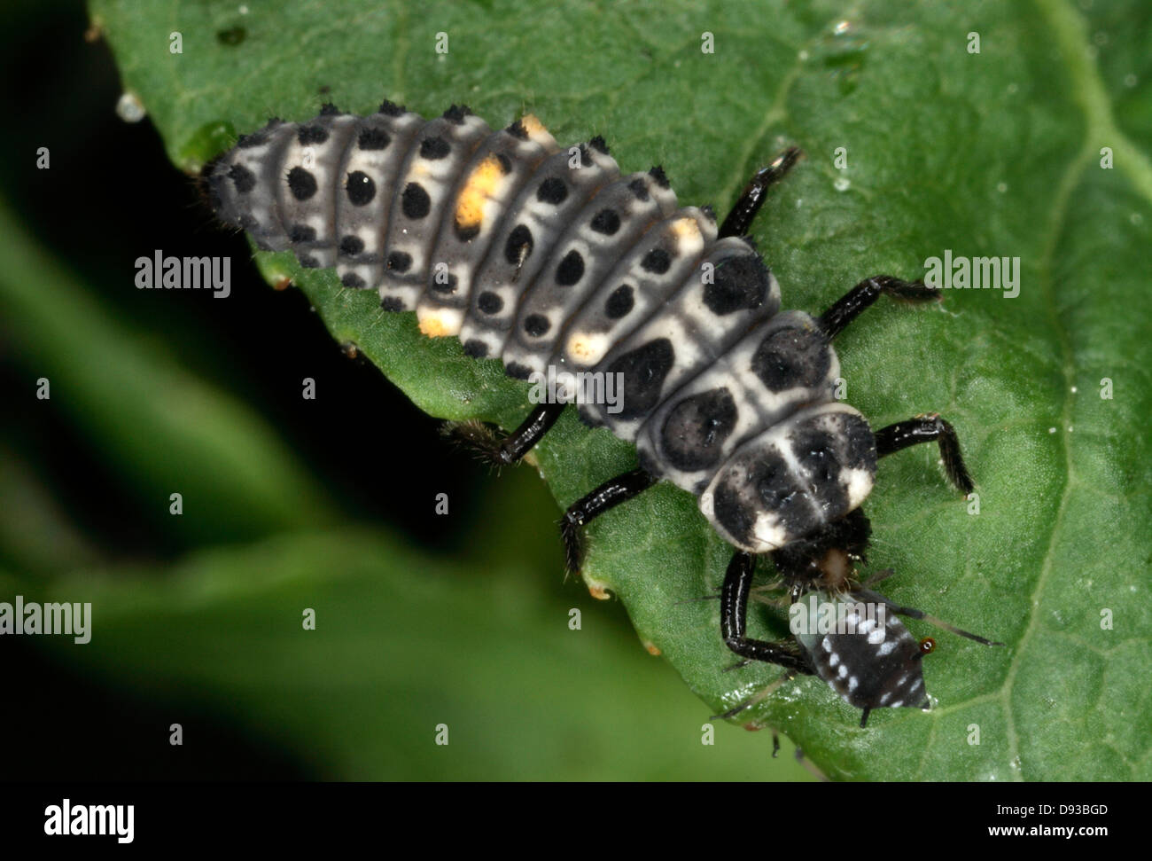 Ladybird grub catching plant-louse, close-up, Sweden Stock Photo - Alamy