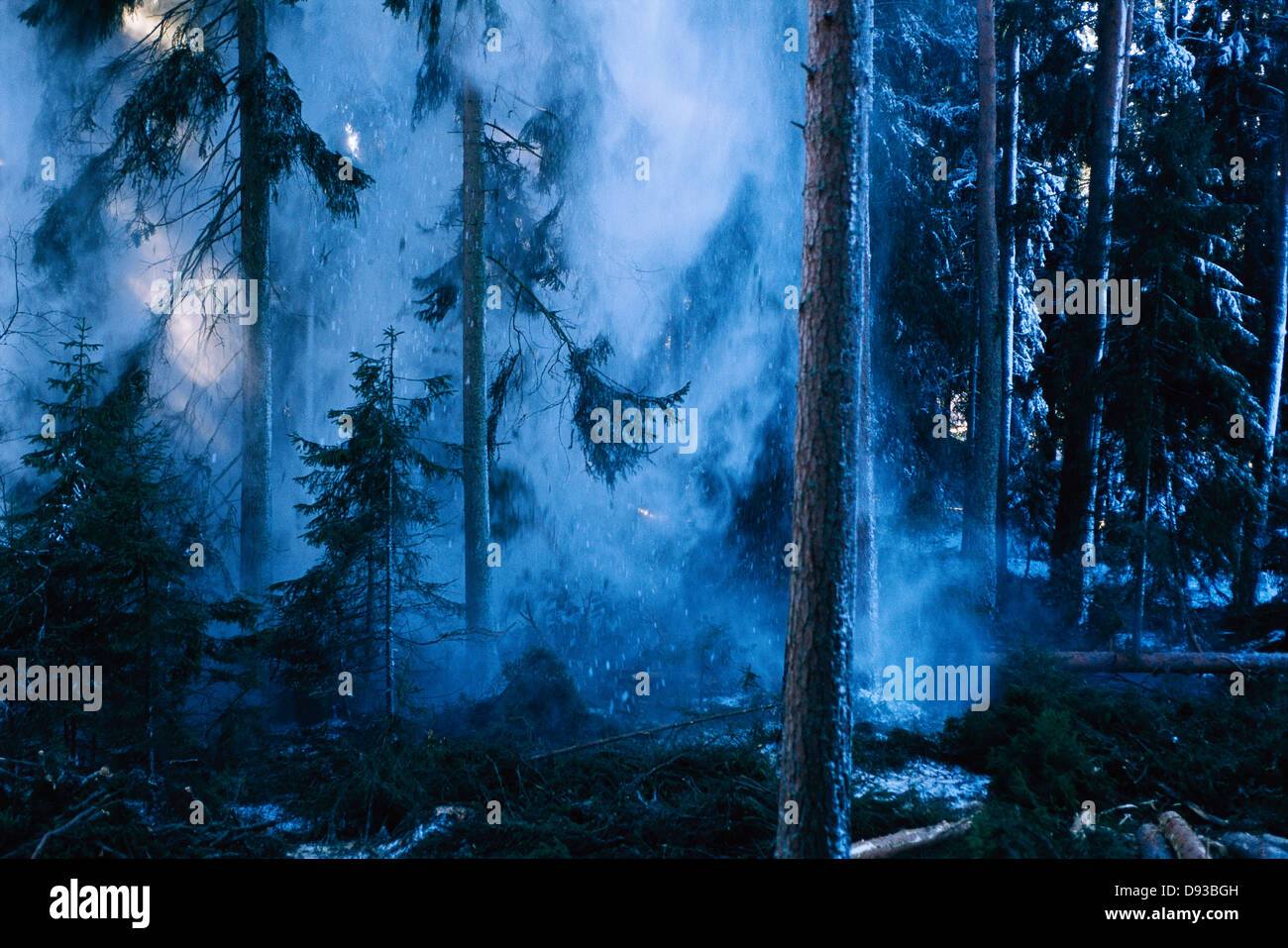 Forest at night Stock Photo - Alamy