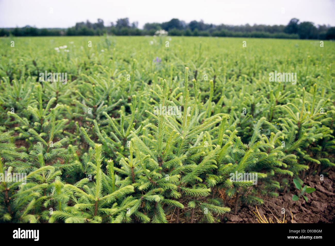 Plants in field Stock Photo - Alamy