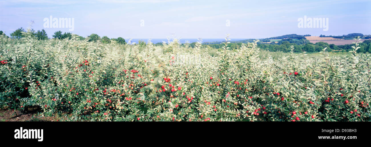 Plants in field Stock Photo - Alamy