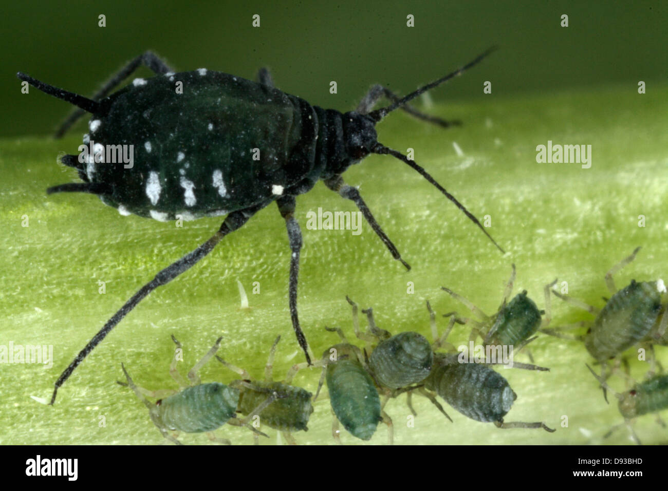 Elder flower hi-res stock photography and images - Alamy