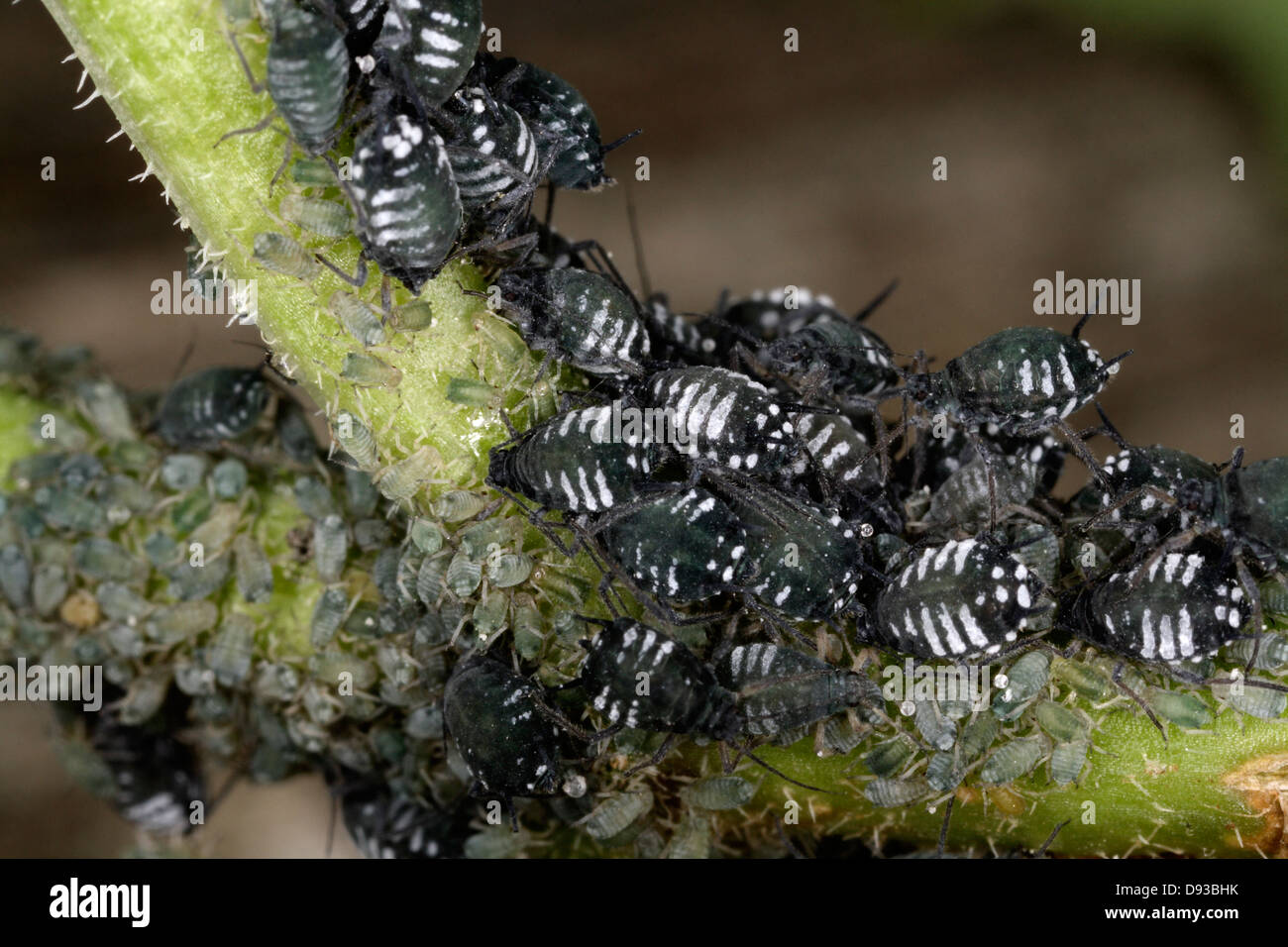Elder flower hi-res stock photography and images - Alamy