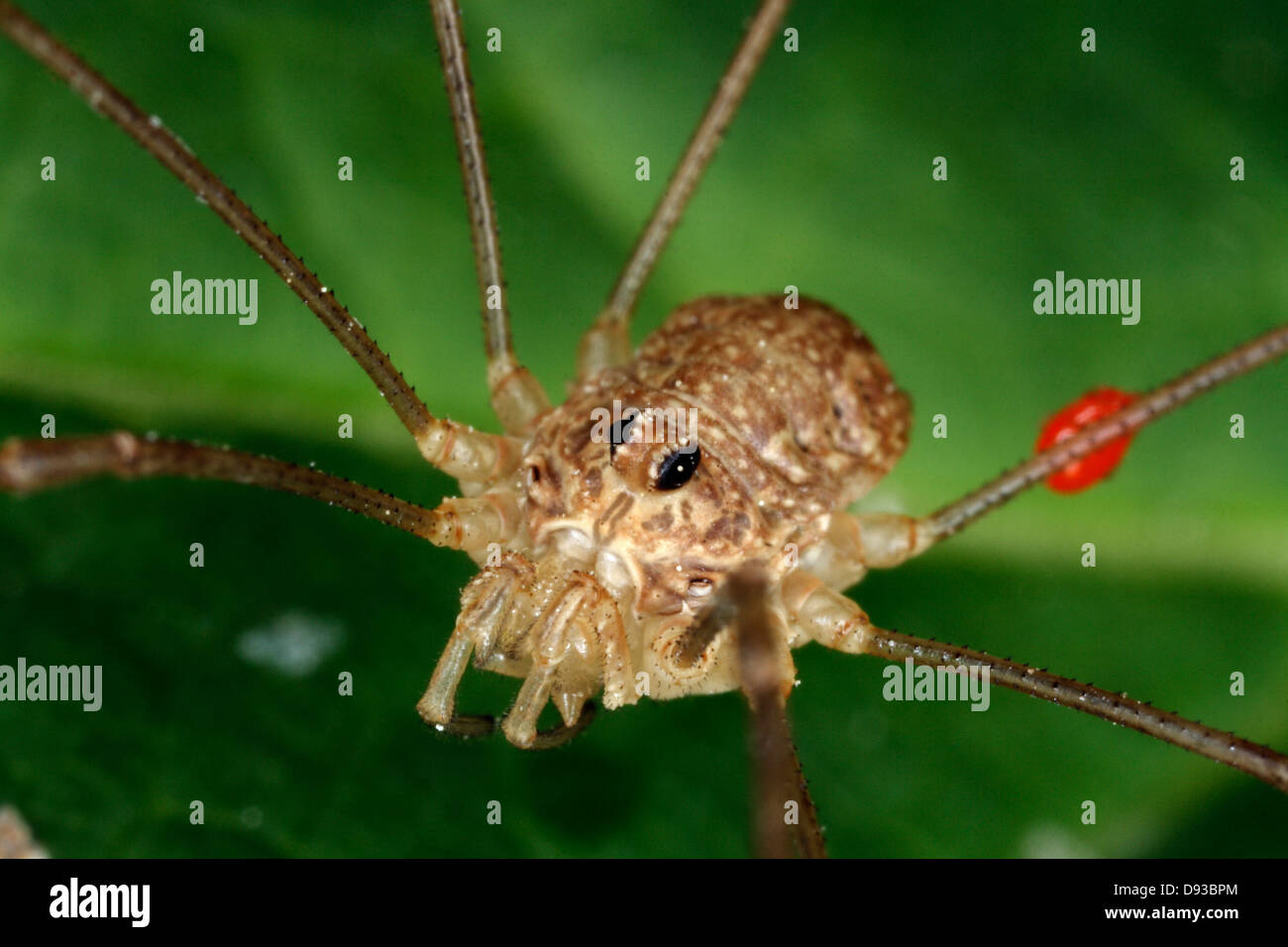 Opiliones hi-res stock photography and images - Alamy