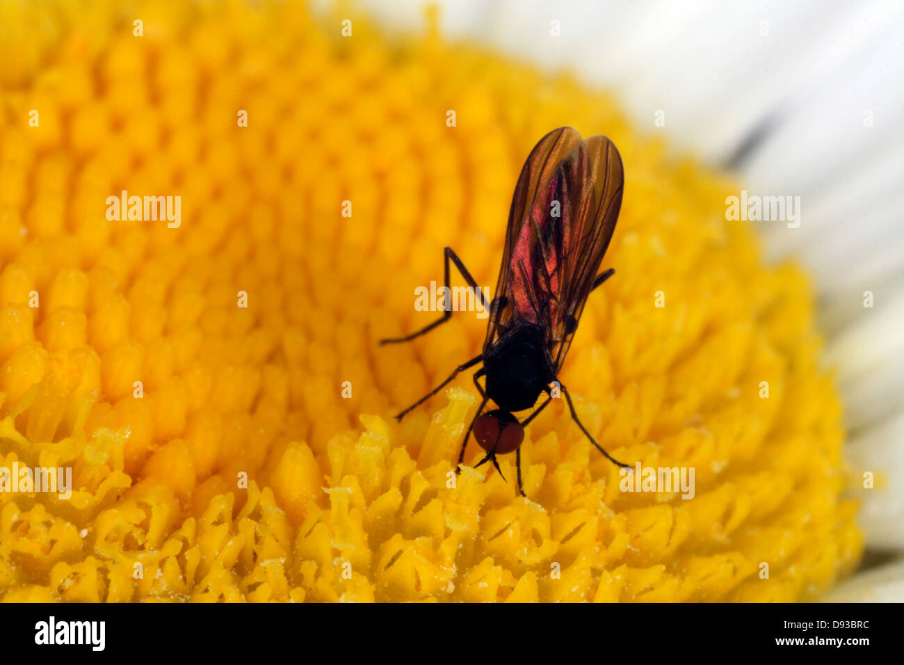 Oxeye daisy close up hi-res stock photography and images - Alamy