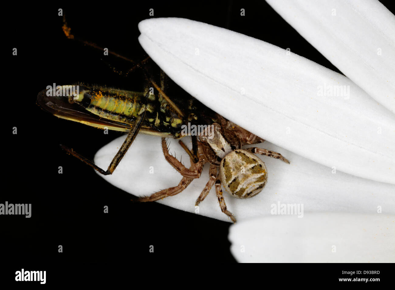 Crab spider and prey hi-res stock photography and images - Alamy