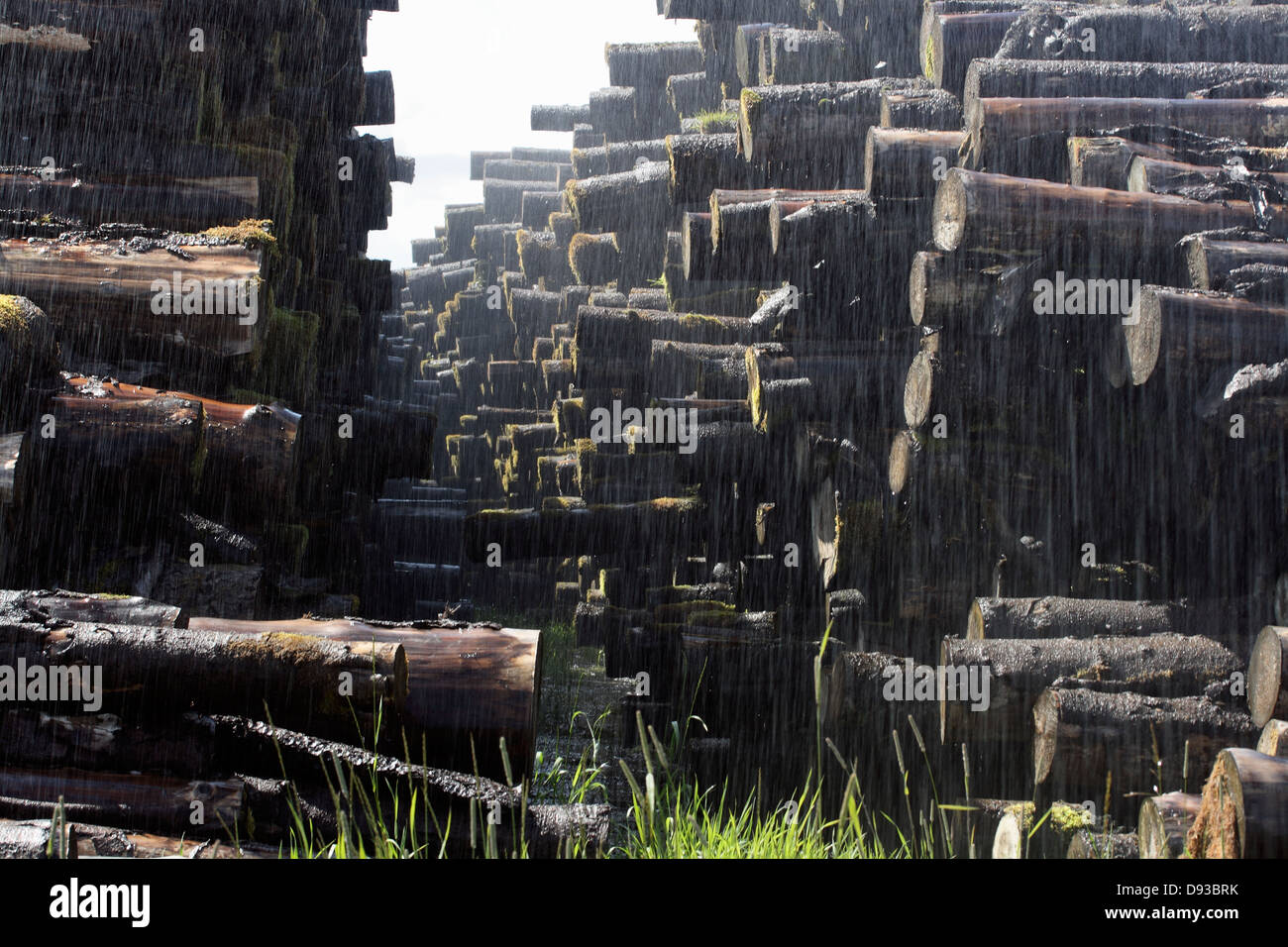 Forestry sweden hi-res stock photography and images - Alamy