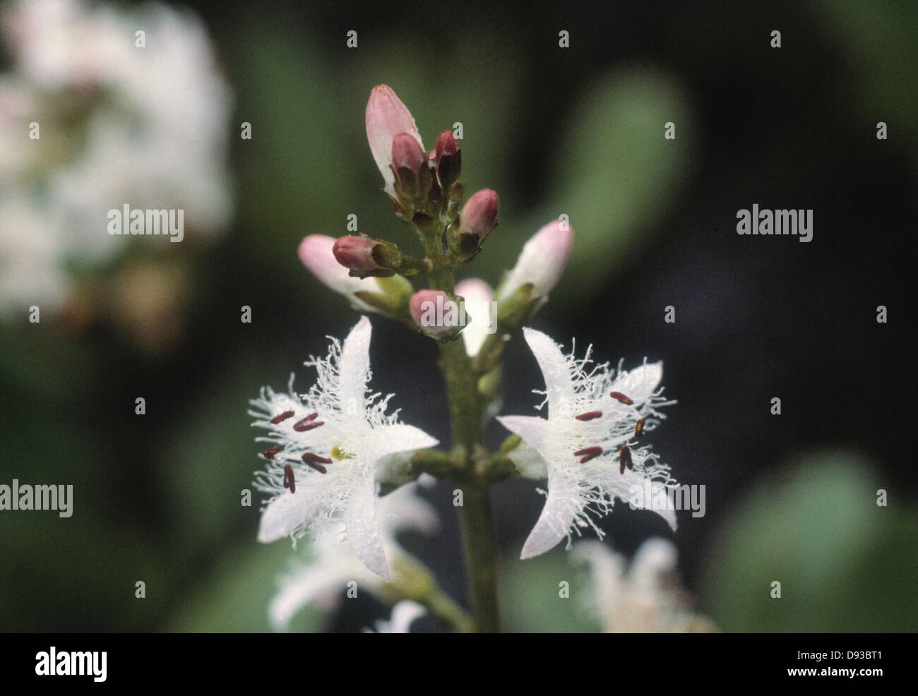 Phanerogams And Herbs High Resolution Stock Photography and Images - Alamy