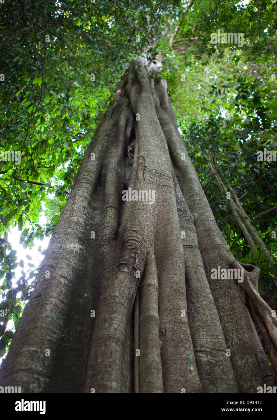 Old Tree, Boloven, Laos Stock Photo - Alamy