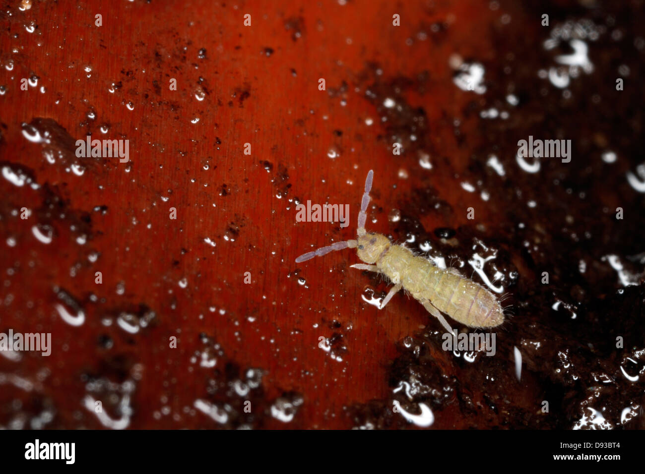 Springtail, close-up, Sweden Stock Photo - Alamy