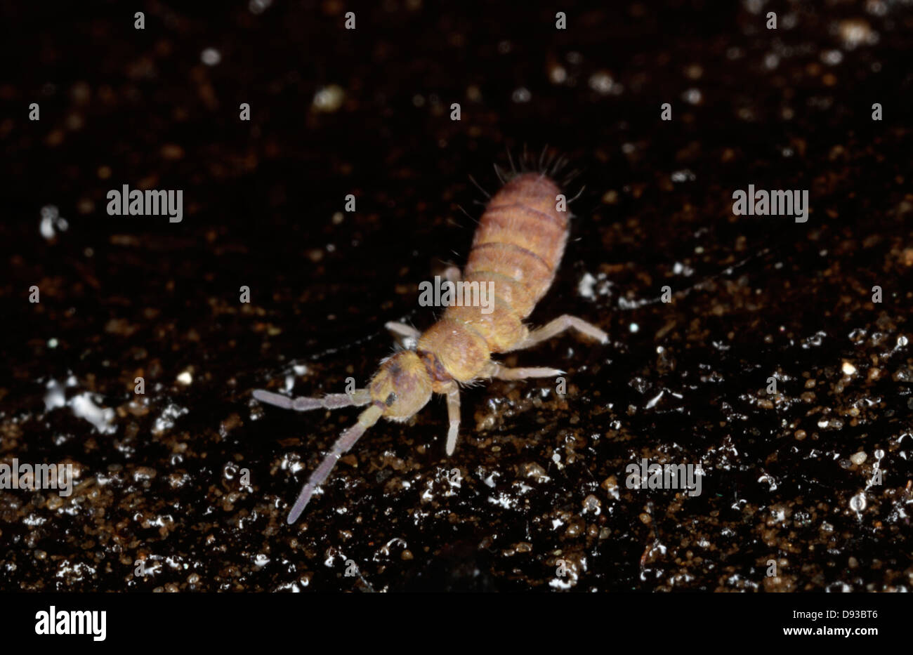 Springtail, close-up, Sweden Stock Photo - Alamy