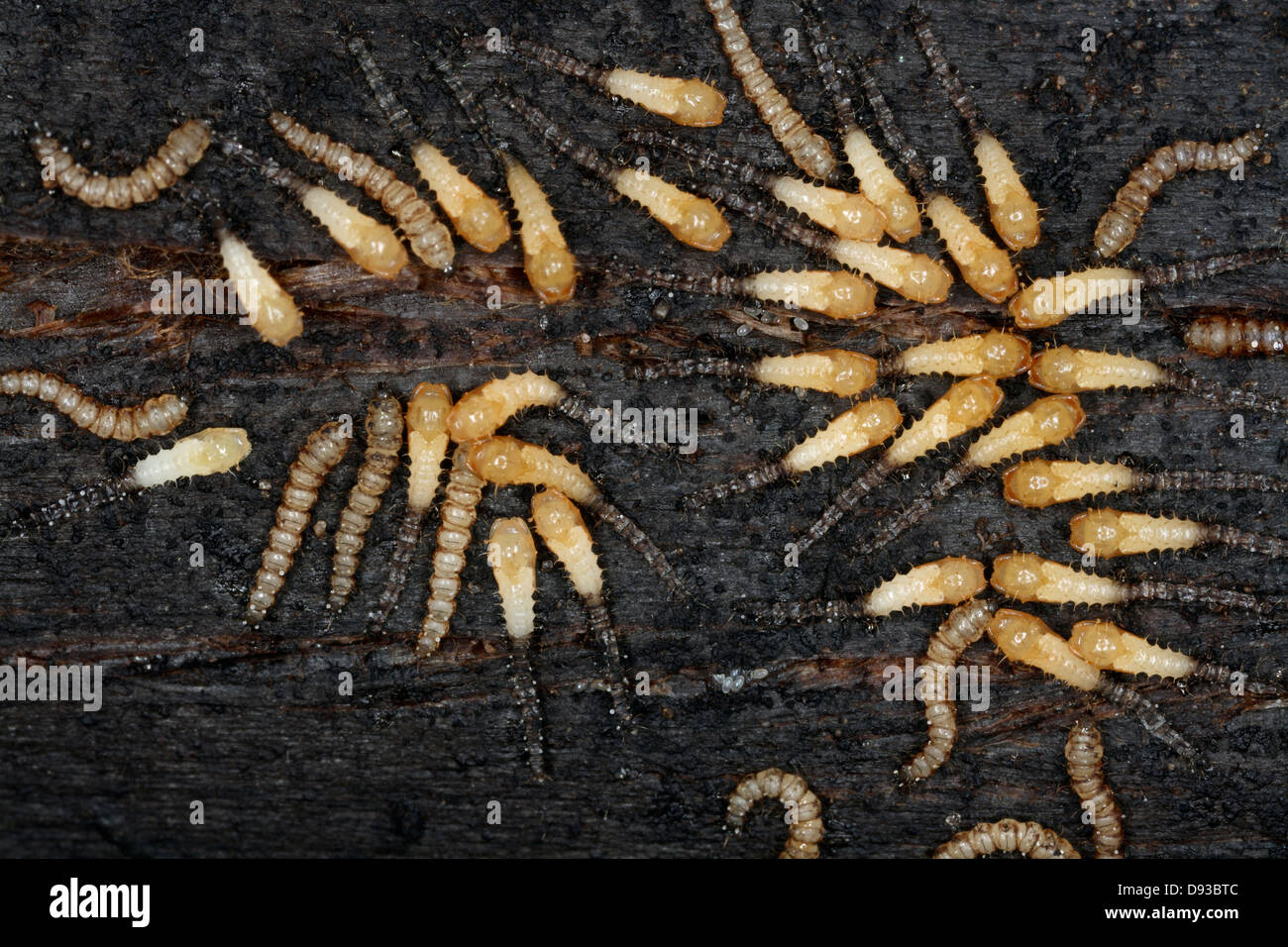 Midges hi-res stock photography and images - Alamy