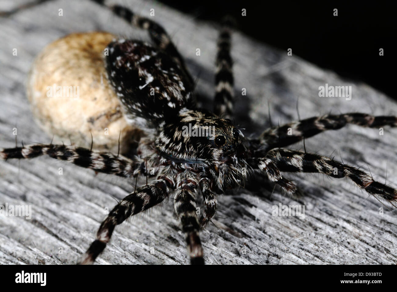 Spider cocoon hi-res stock photography and images - Alamy