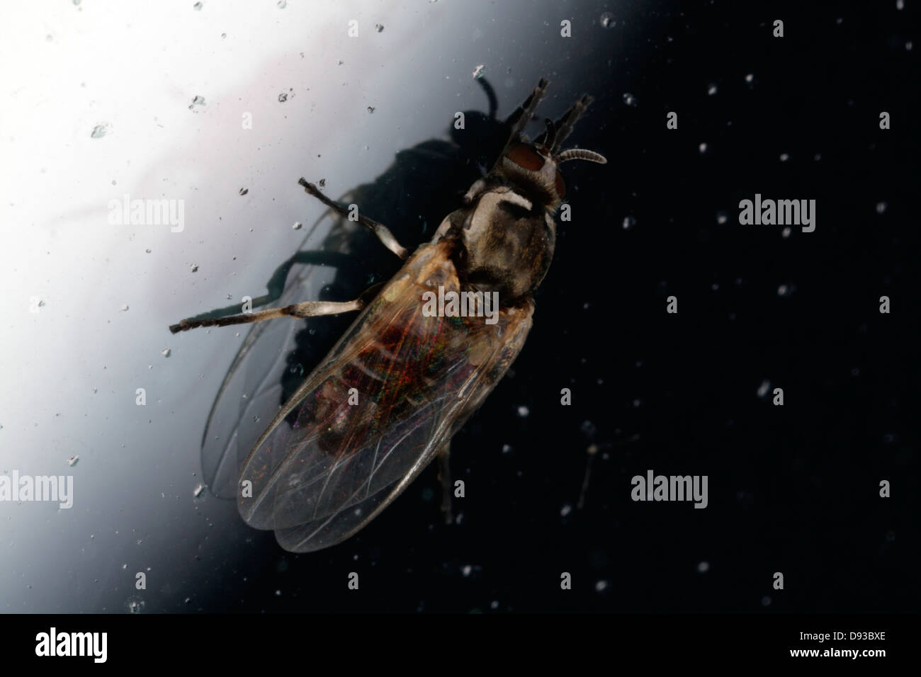 Black fly hi-res stock photography and images - Alamy