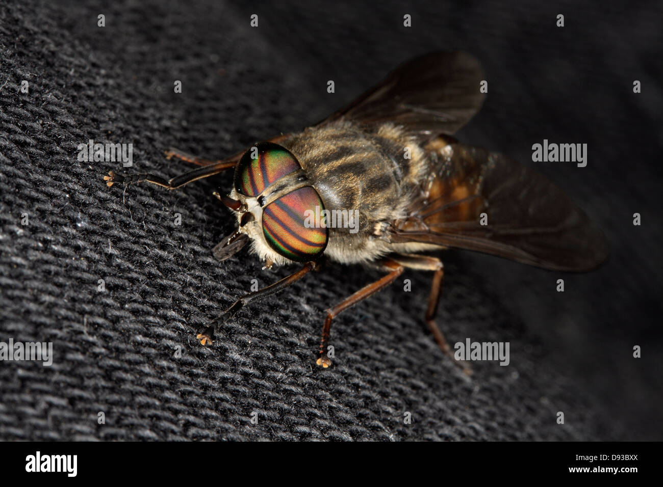 The gadfly hi-res stock photography and images - Alamy