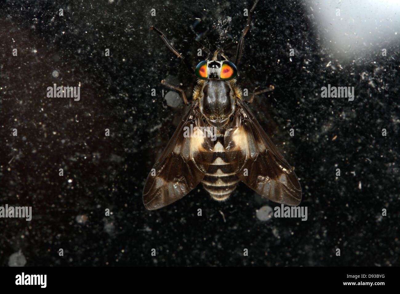 Cleg hi-res stock photography and images - Alamy