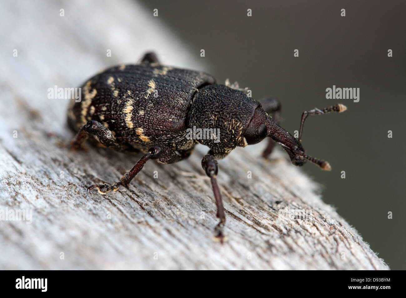 Pine weevils hi-res stock photography and images - Alamy