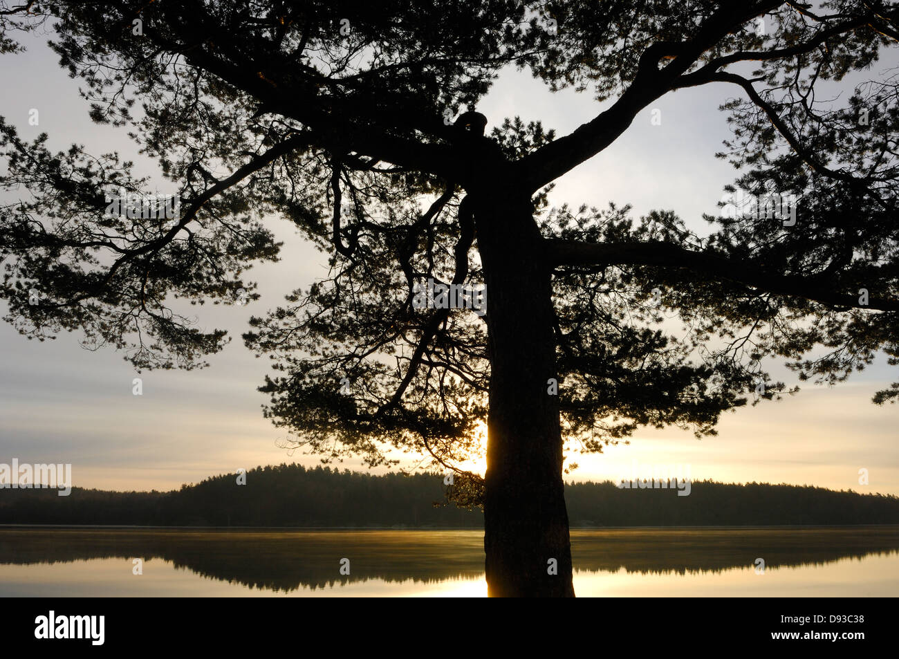 Pine tree, Vastergotland, Sweden Stock Photo - Alamy