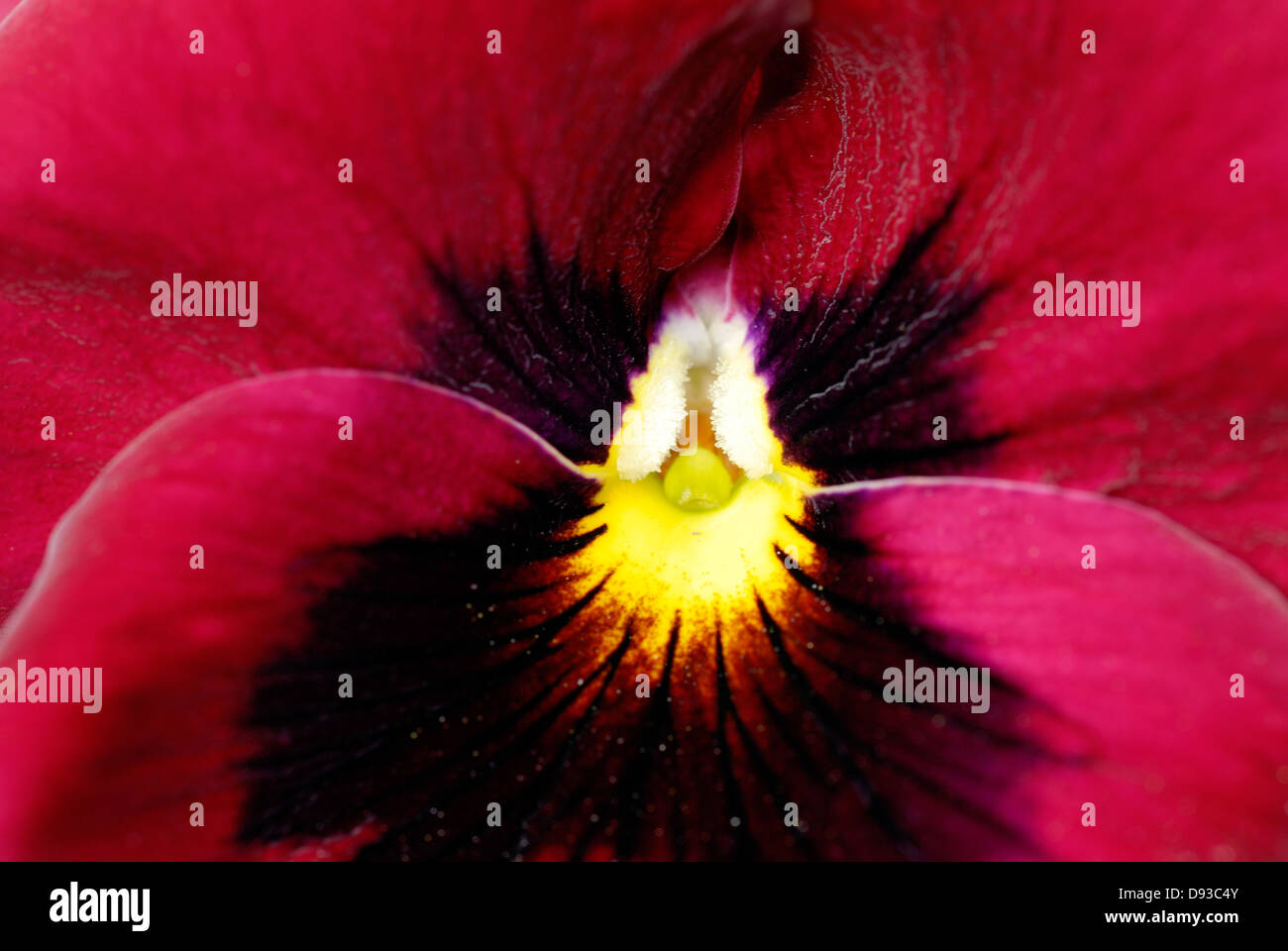 Pansy up close hi-res stock photography and images - Alamy