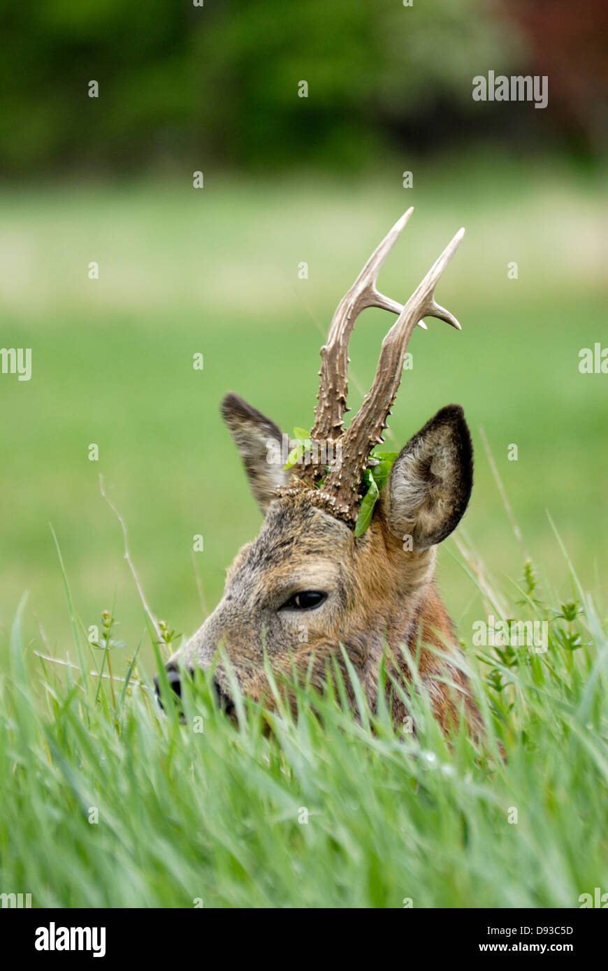 A roebuck, Sweden Stock Photo - Alamy