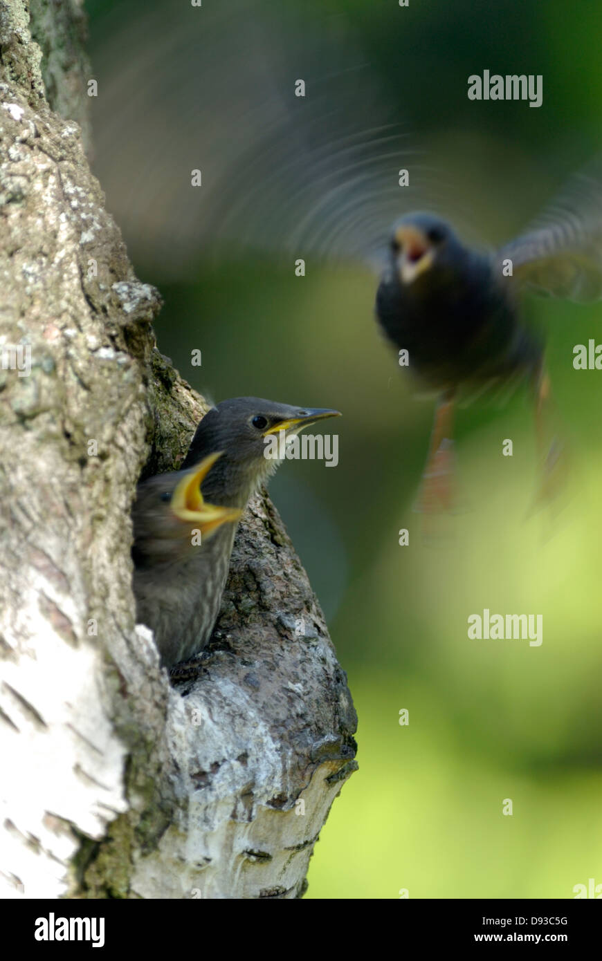 Starling arriving to bird''s nest, Sweden Stock Photo - Alamy