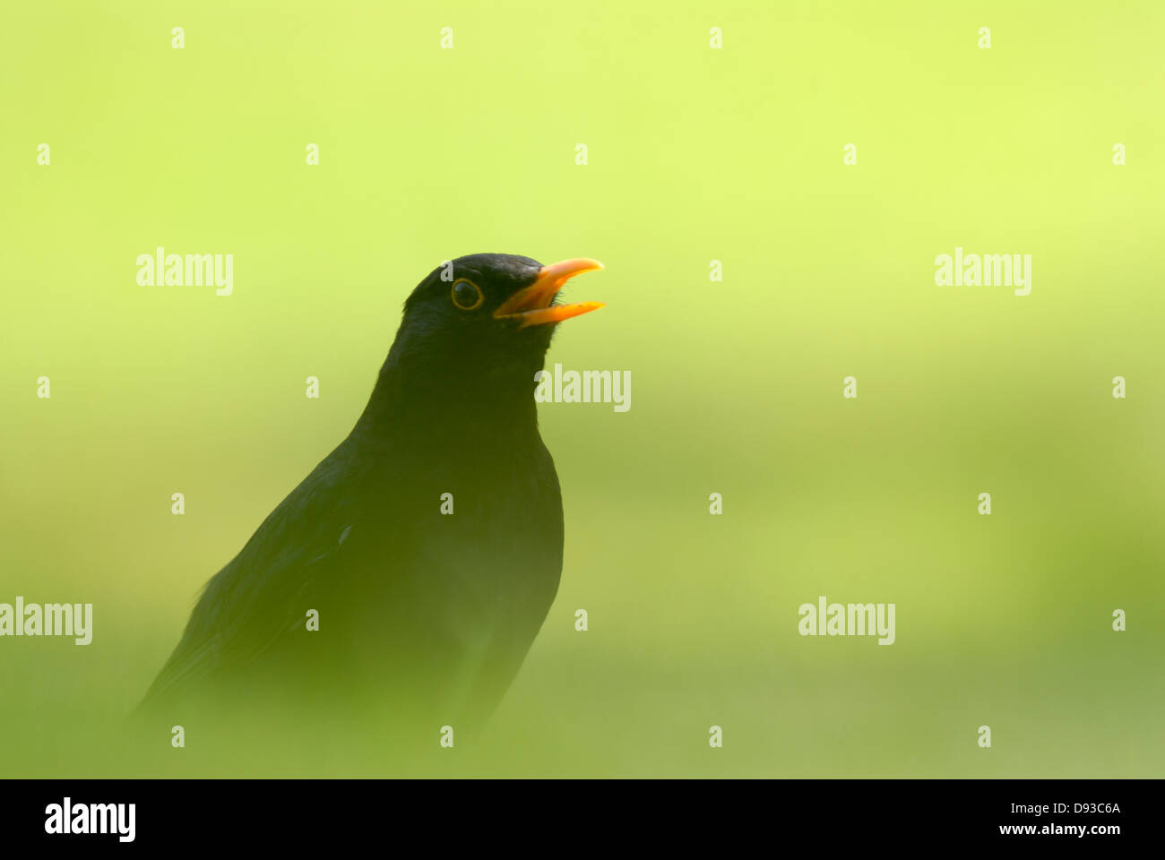 Blackbird singing hi-res stock photography and images - Alamy