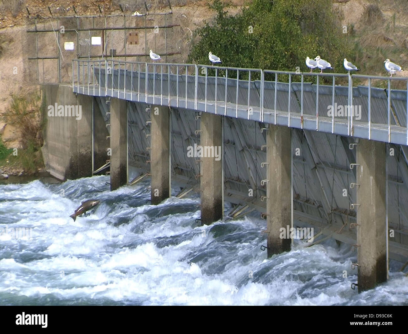 A view of the fish weir at Nimbus Fish Hatchery in California, part of ...