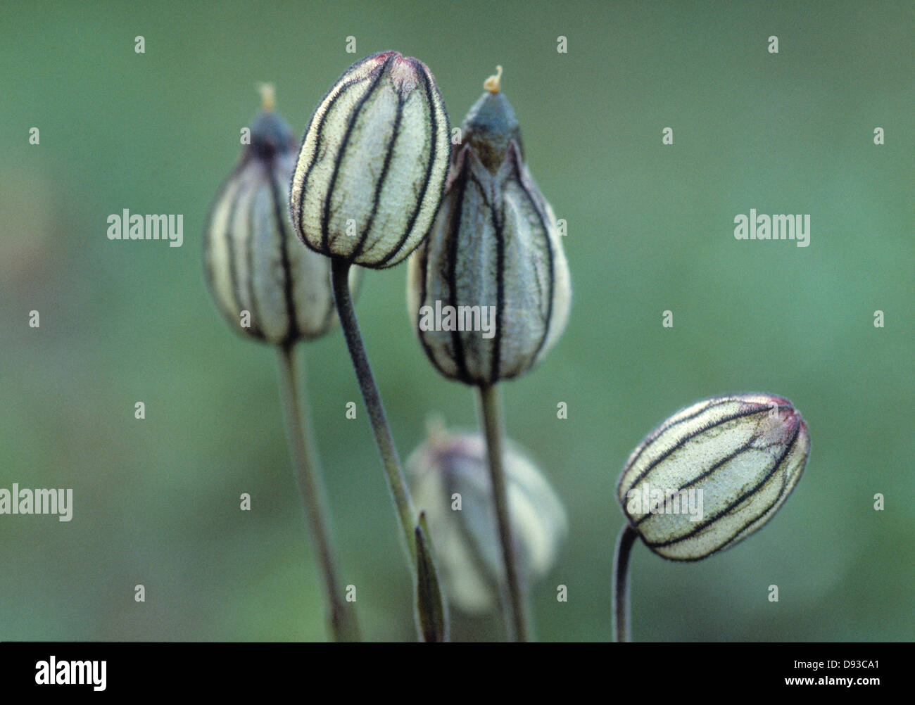 Phanerogams And Herbs High Resolution Stock Photography and Images - Alamy