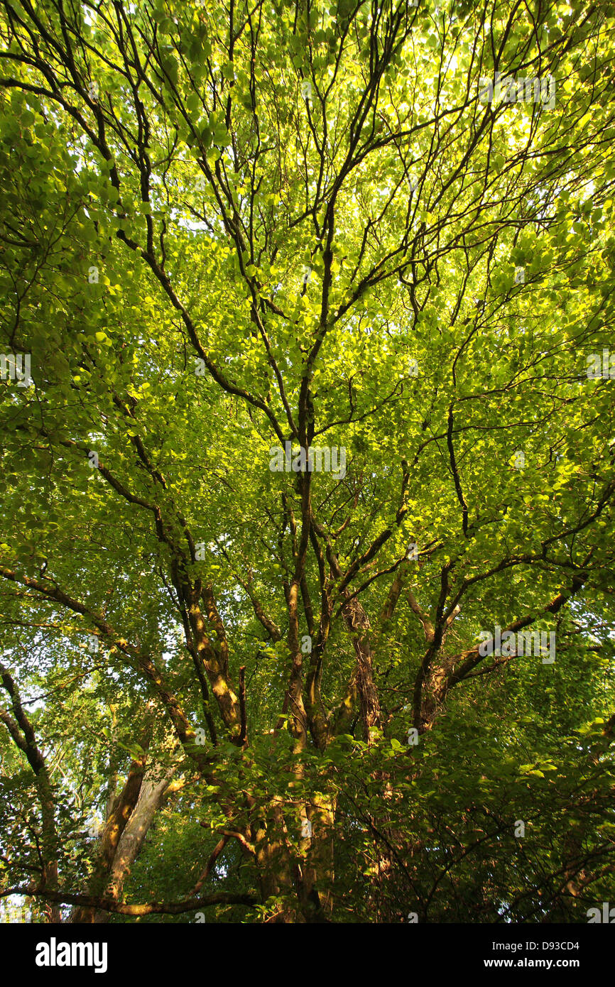 Tree and leaves in spring hi-res stock photography and images - Alamy