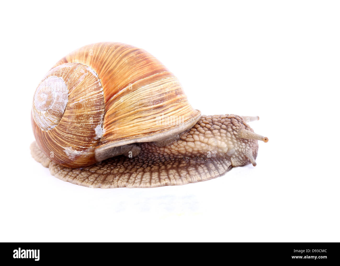 Snail species Cut Out Stock Images & Pictures - Alamy