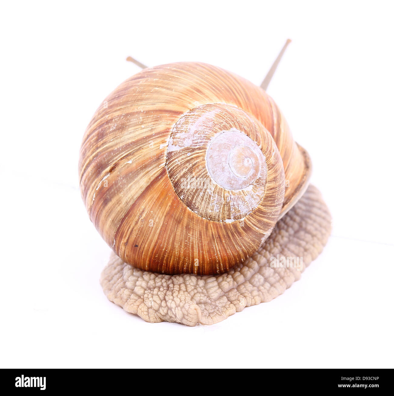 Eatable snail hi-res stock photography and images - Alamy