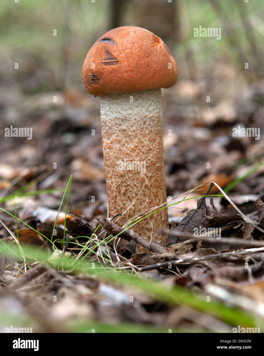 Shaggy bolete hi-res stock photography and images - Alamy