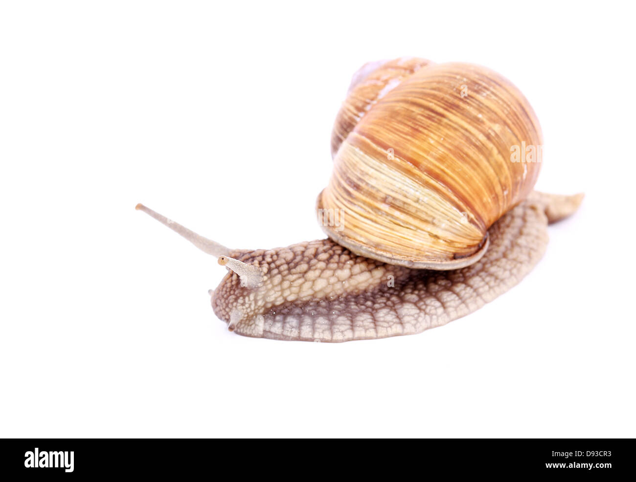 Snail mucous shell slime hi-res stock photography and images - Alamy