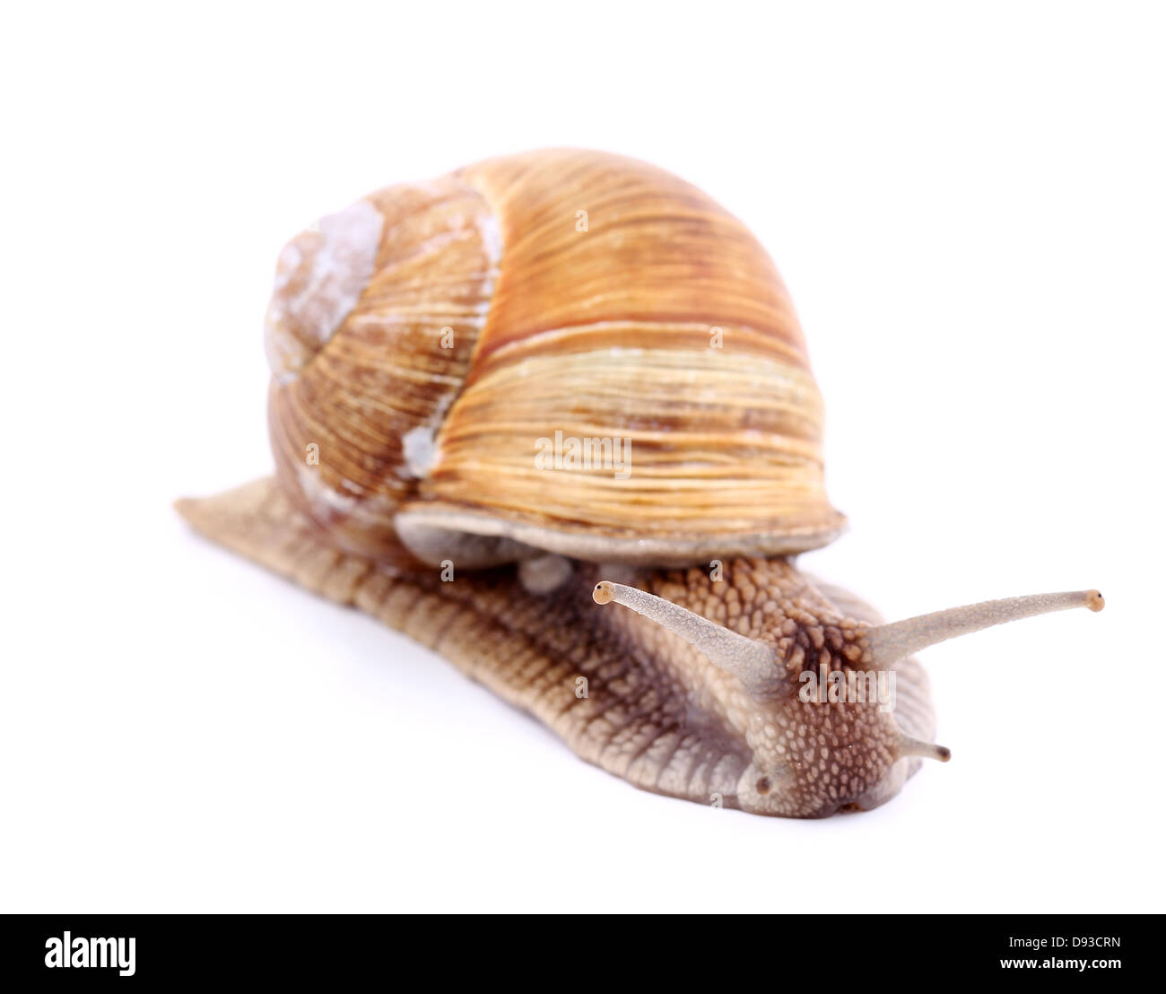 Species Of Snail Cut Out Stock Images & Pictures - Alamy