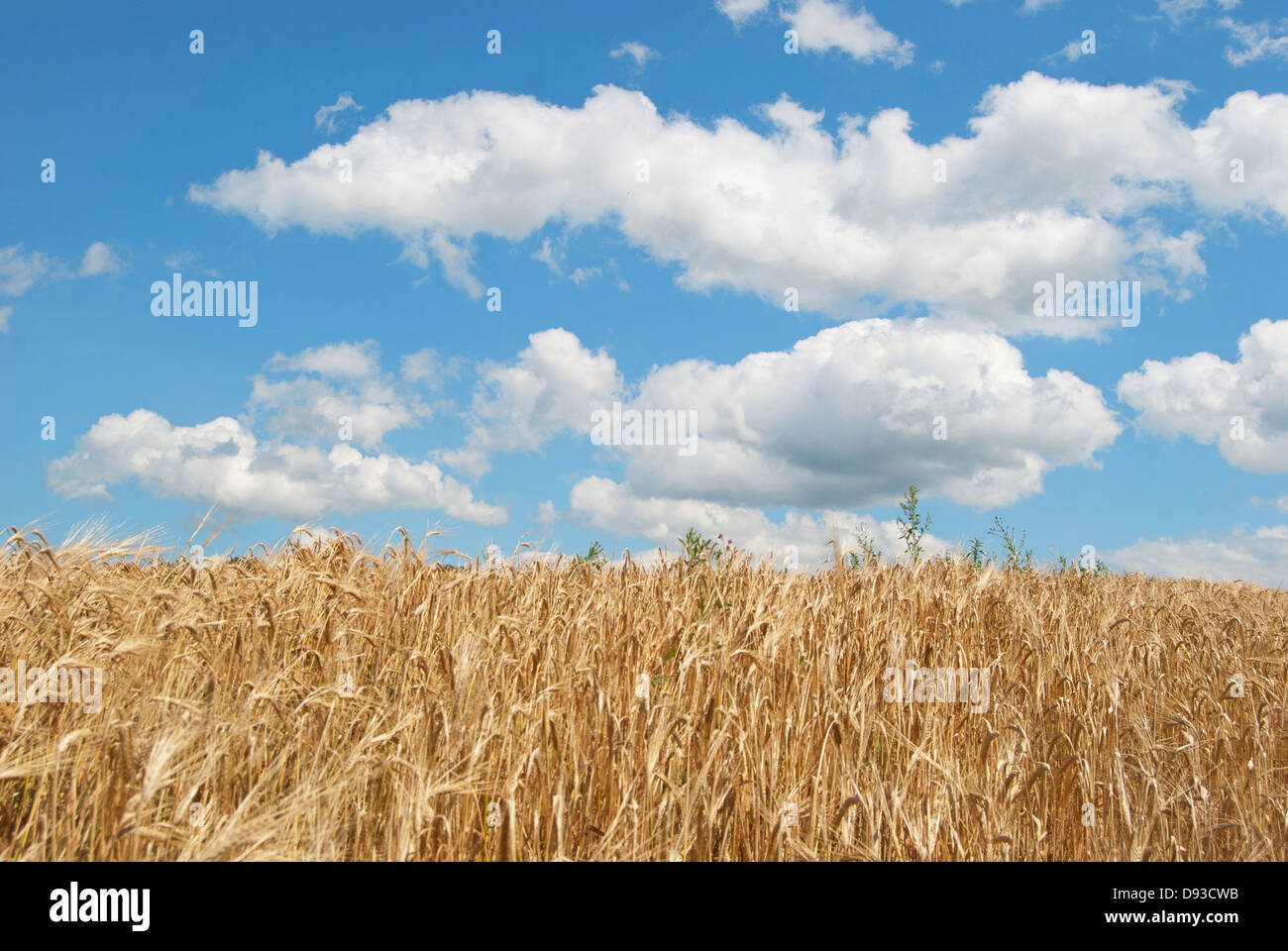 wheat field in a bright sun day Stock Photo - Alamy