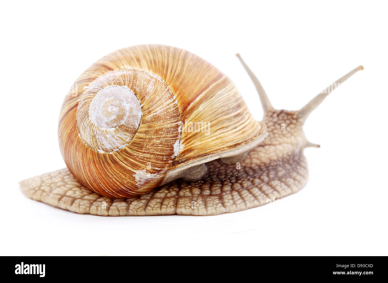 Funny snail look hi-res stock photography and images - Alamy
