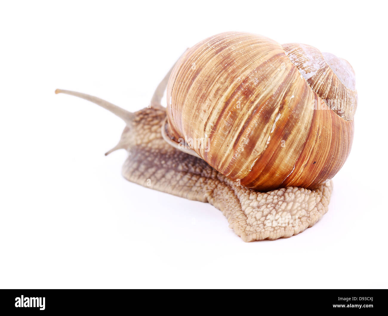 Snail mucous shell slime hi-res stock photography and images - Alamy