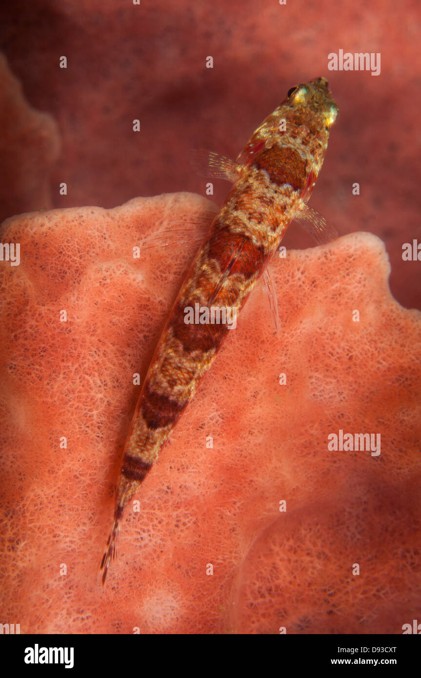 Aerial barrel sponge coral body bony fishes hi-res stock photography ...
