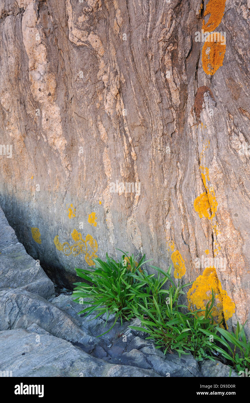 Crevice plants hi-res stock photography and images - Alamy