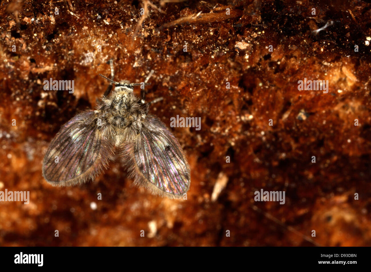 Moth fly, close-up, Sweden Stock Photo - Alamy