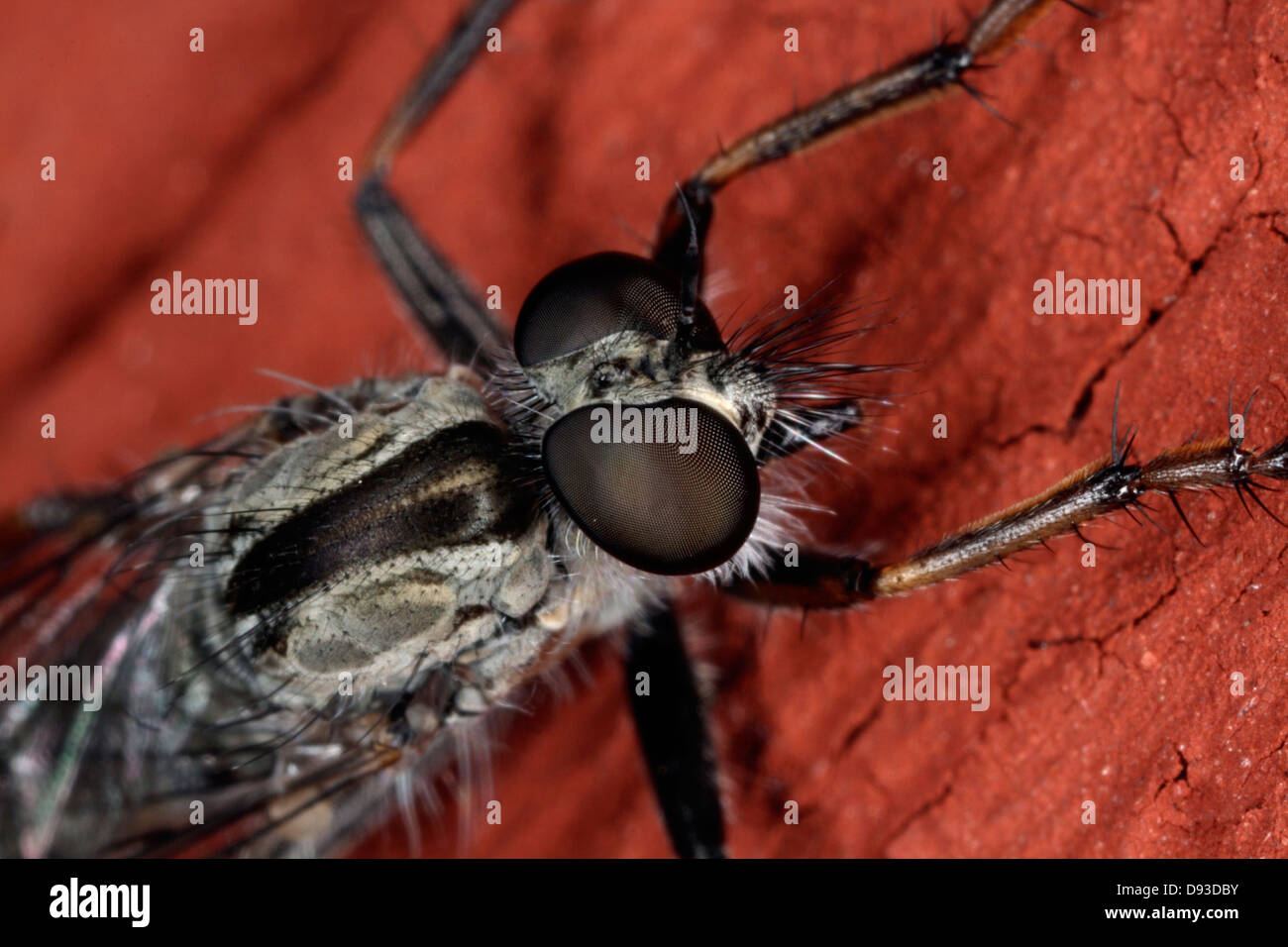 Asilidae hi-res stock photography and images - Alamy