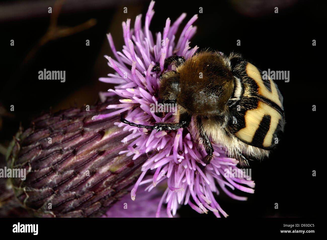Bee beetles hi-res stock photography and images - Alamy