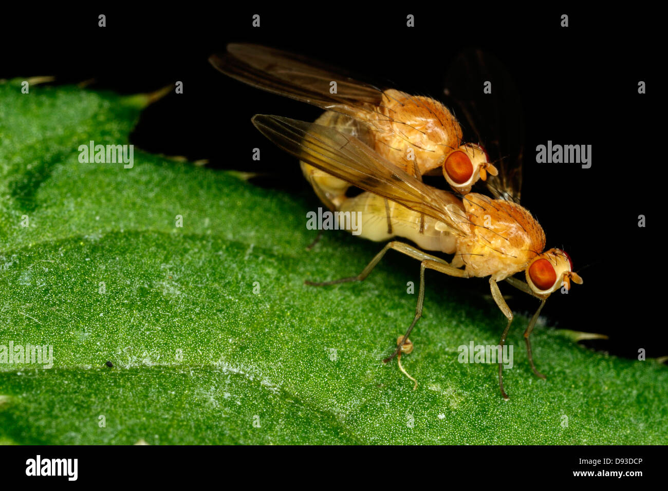 Flies mating, close-up, Sweden Stock Photo - Alamy