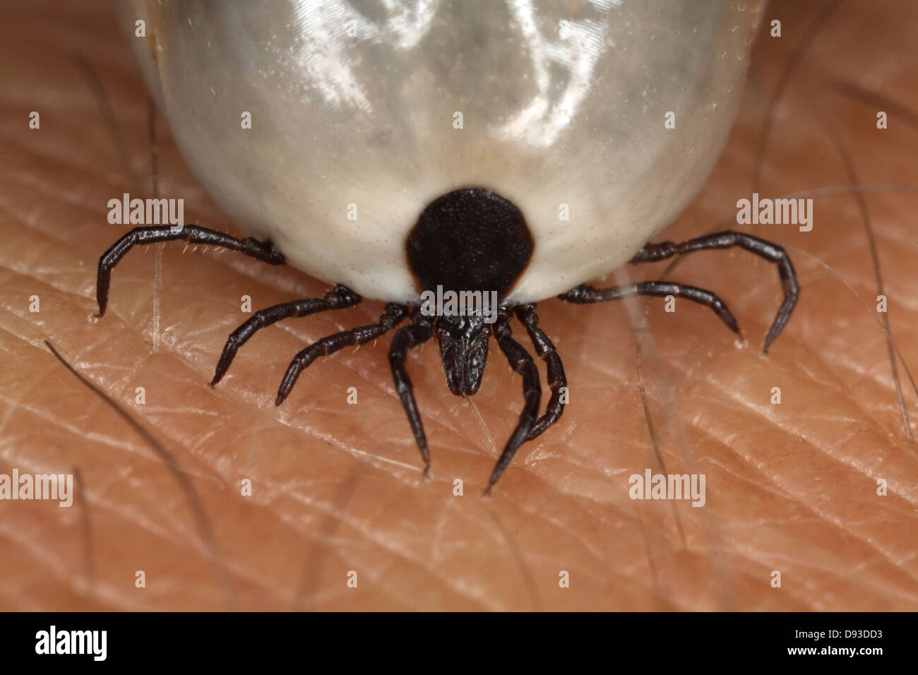 Tick, close-up, Sweden Stock Photo - Alamy