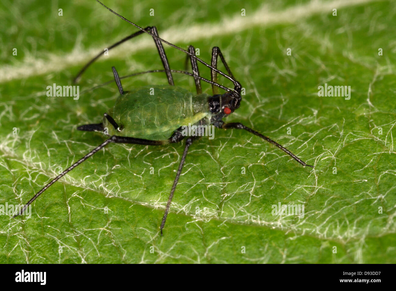 Plant louse hi-res stock photography and images - Alamy