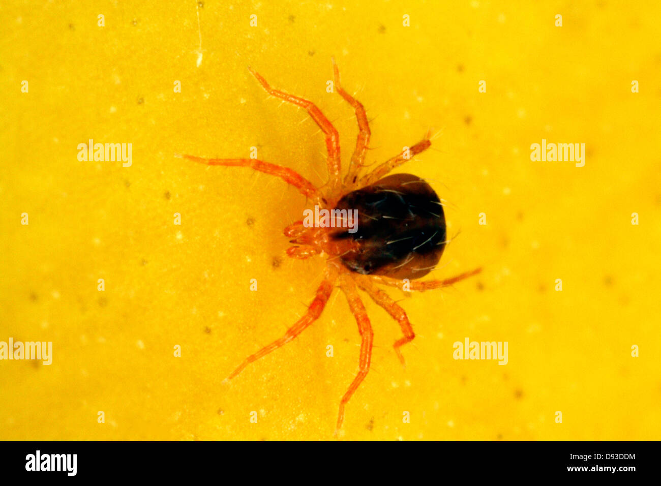 Small mite, close-up, Sweden Stock Photo - Alamy